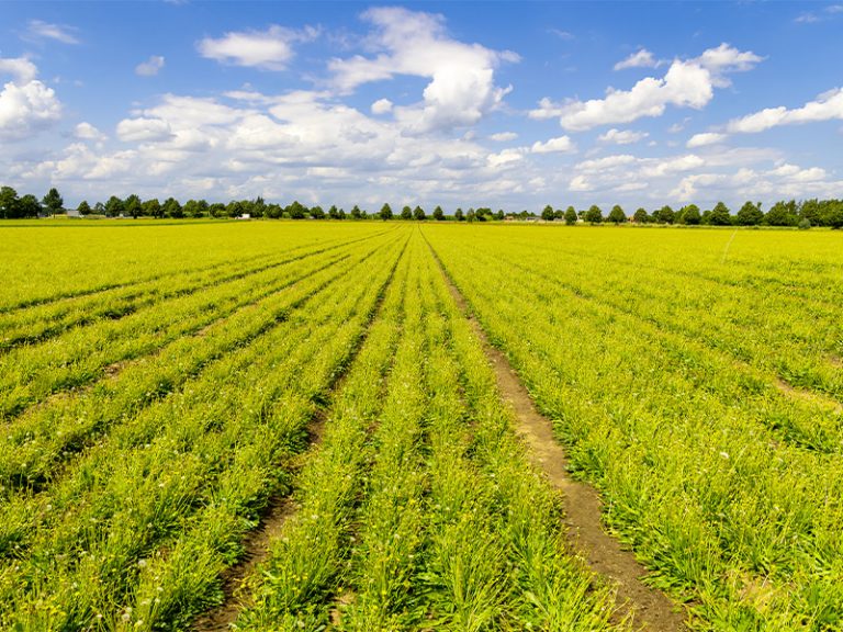 Weed Control System - CES Sustainability Spotlight